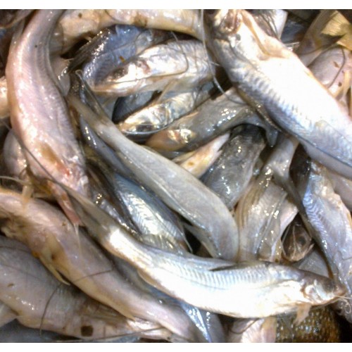 Tangra Maach/ Fish Fresh 1KG